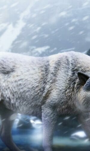 Lucifer Cold Winter Wolf Lone Wolf 1/6 Scale PVC Figure - Sugo Toys ...