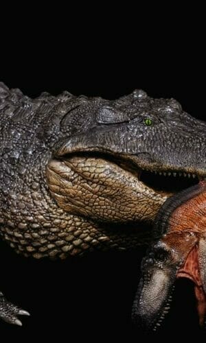 Rebor Adult Deinosuchus hatcheri "Meta" (Estuary Ver.) Deluxe 1/35 ...