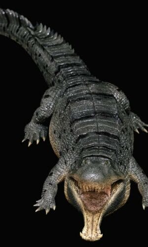 Rebor Sarcosuchus Imperator 'Lica' (Lake Ver.) Deluxe 1/35 Scale Museum ...