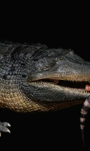 Rebor Sarcosuchus Imperator 'Lica' (Lake Ver.) Deluxe 1/35 Scale Museum ...