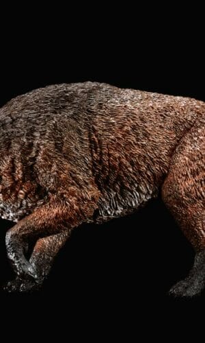 Rebor Aenocyn Dirus Dire Wolf 'Low Roar' (Plain Ver.) Deluxe Scale PVC ...