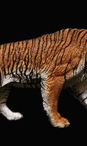 Rebor Smilodon Populator 'Stray Cat' Deluxe (Year of The Tiger) Museum ...